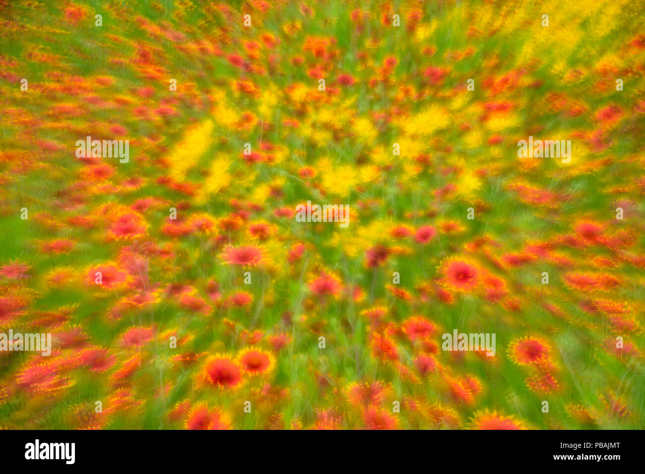 Late spring wildflower display featuring firewheel, Englemann daisy and ...