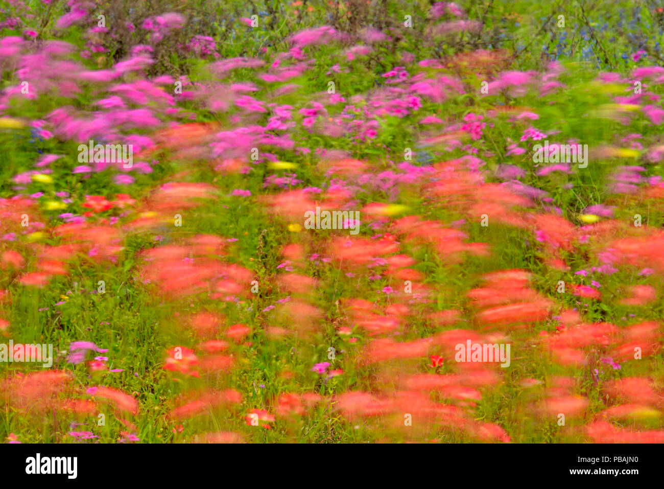 Texas wildflowers in bloom- paintbrush, bluebonnets and phlox, Poteet ...