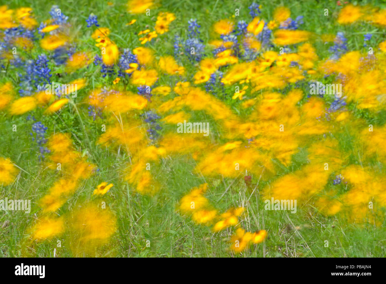 Thelesperma filifolium hi-res stock photography and images - Alamy
