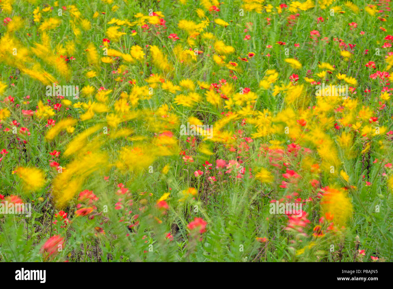 Late spring wildflower display featuring firewheel, Englemann daisy and ...