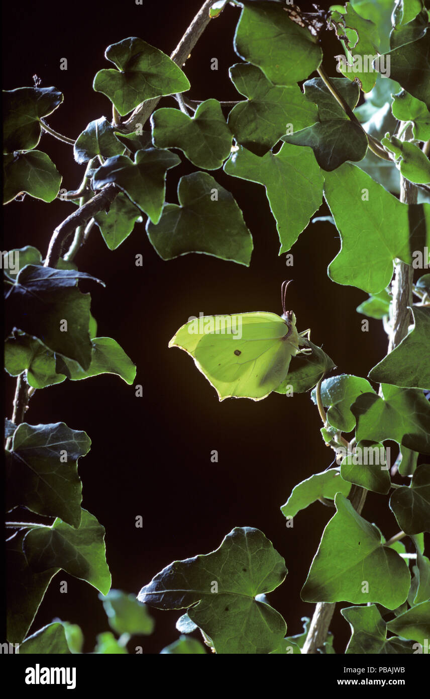 Hibernating plant hi-res stock photography and images - Alamy