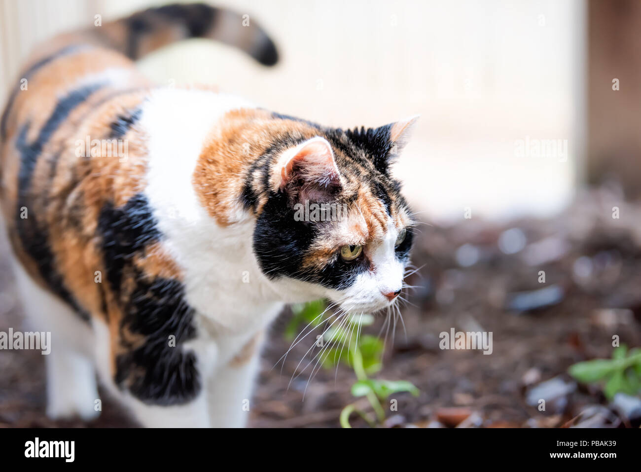 Closeup of calico cat face standing outside, outdoors in garden ...