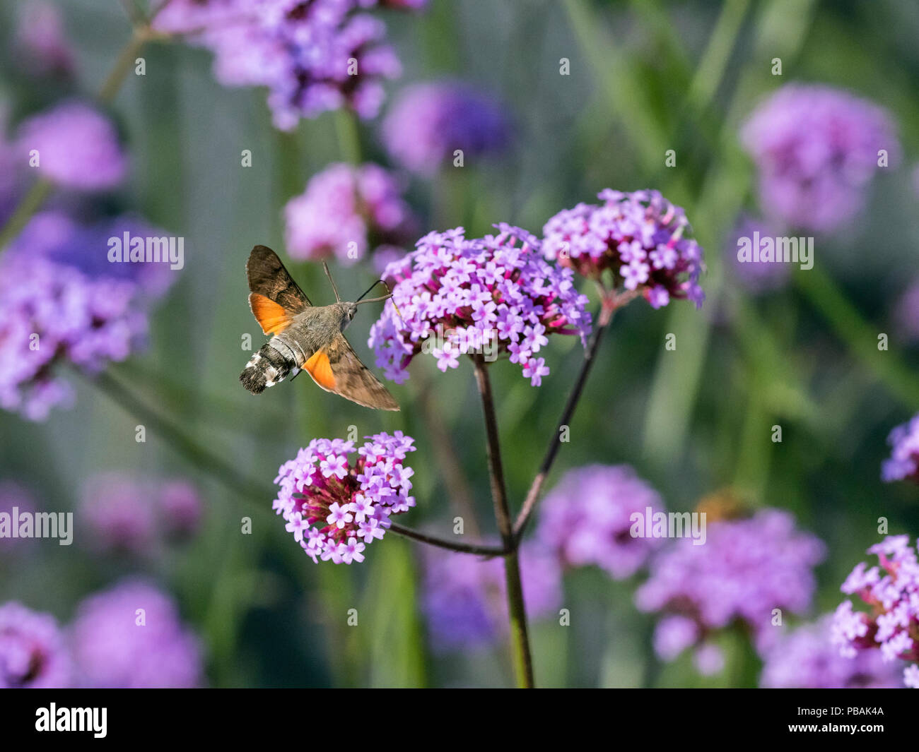 Day flying moths hi-res stock photography and images - Alamy