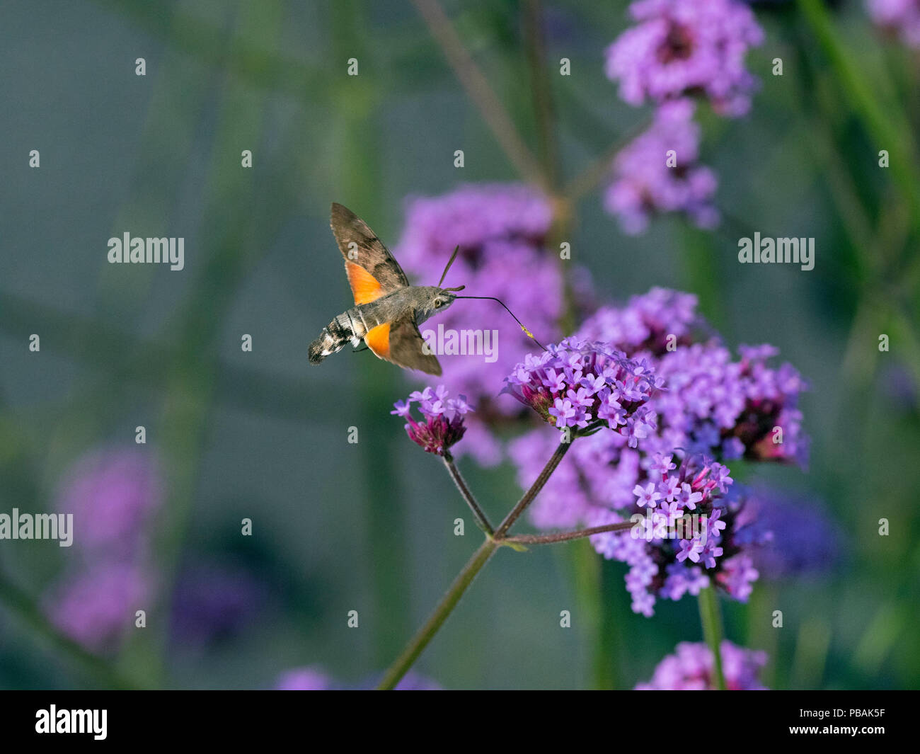 Hummingbird Hawk moth Macroglossum stellatarum in flight feeding ...