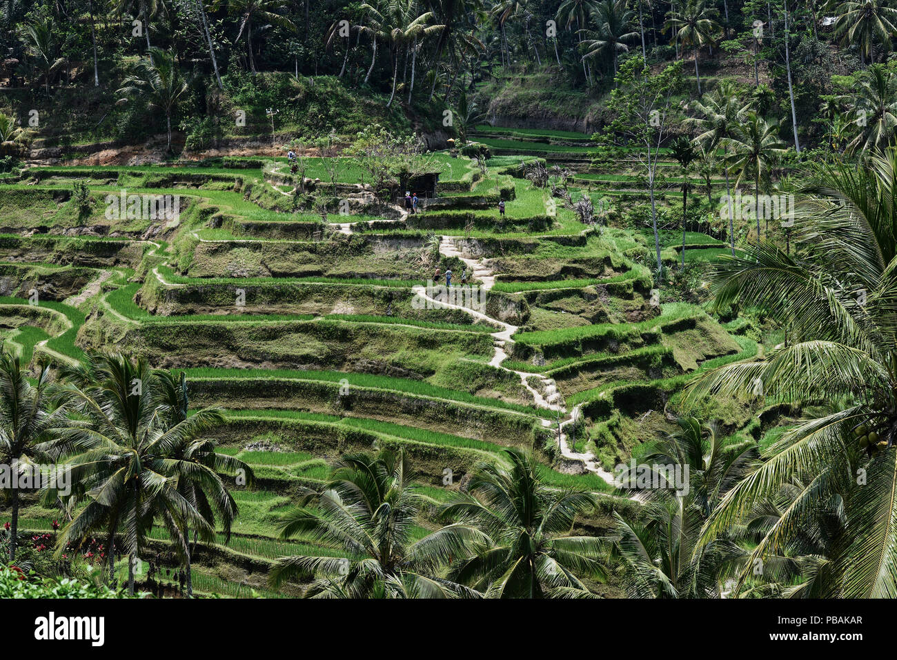 Terraced Rice Fields in Bali, Indonesia Stock Photo - Alamy