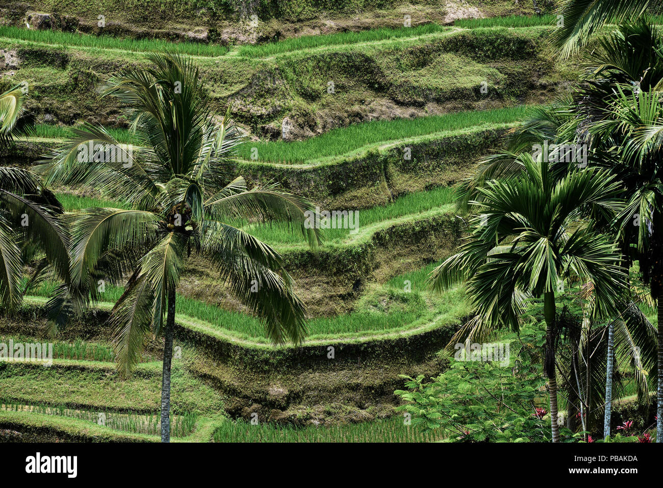 Terraced landscapes hi-res stock photography and images - Alamy