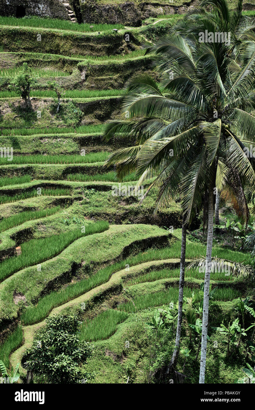 Terraced Rice Fields in Bali, Indonesia Stock Photo - Alamy