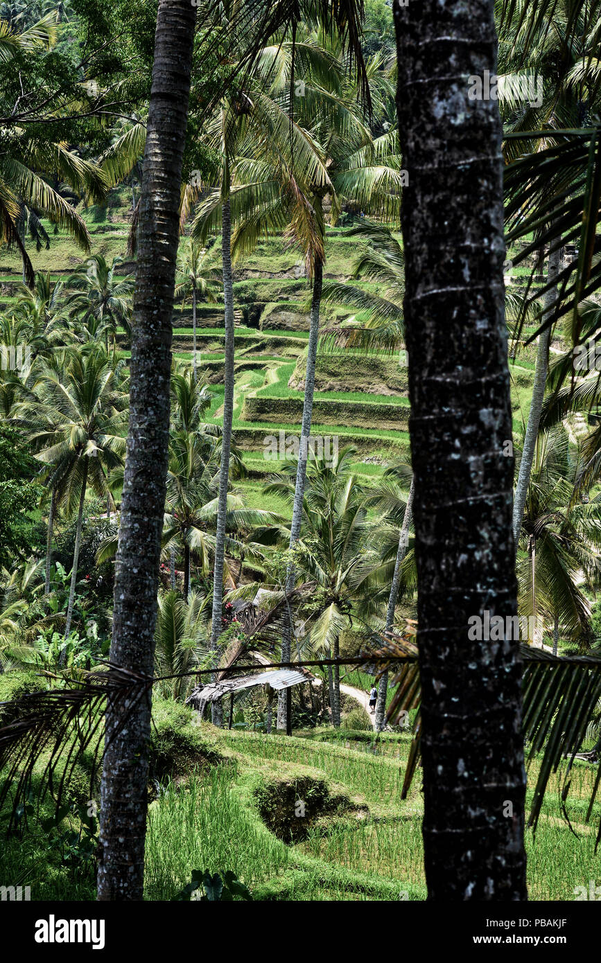 Tegallalang rice fields bali hi-res stock photography and images - Alamy
