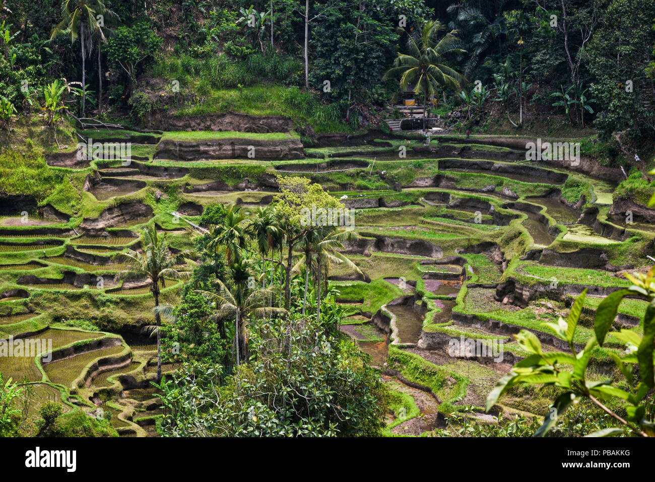 Terraced Rice Fields in Bali, Indonesia Stock Photo - Alamy