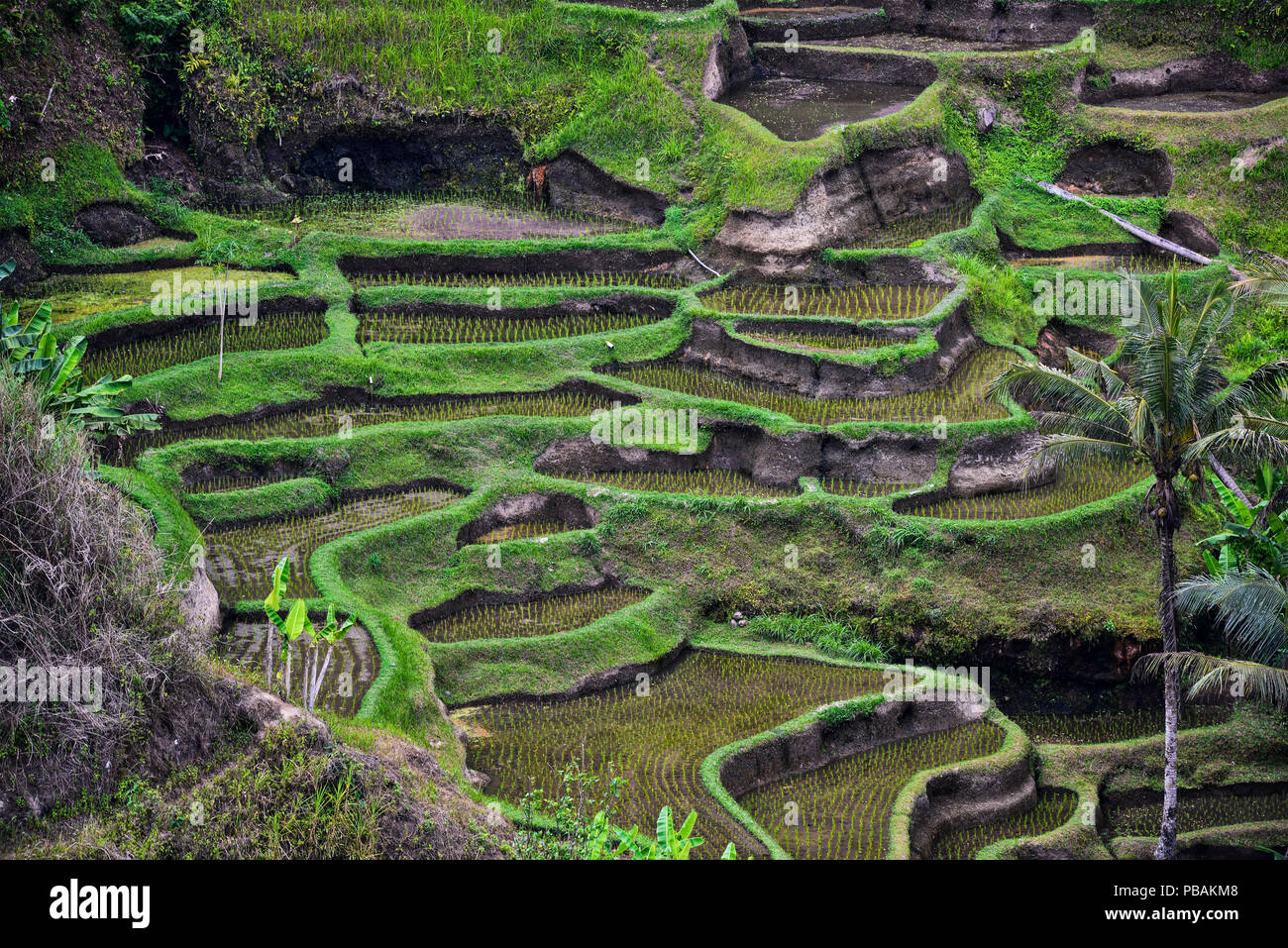 Terraced Rice Fields in Bali, Indonesia Stock Photo - Alamy
