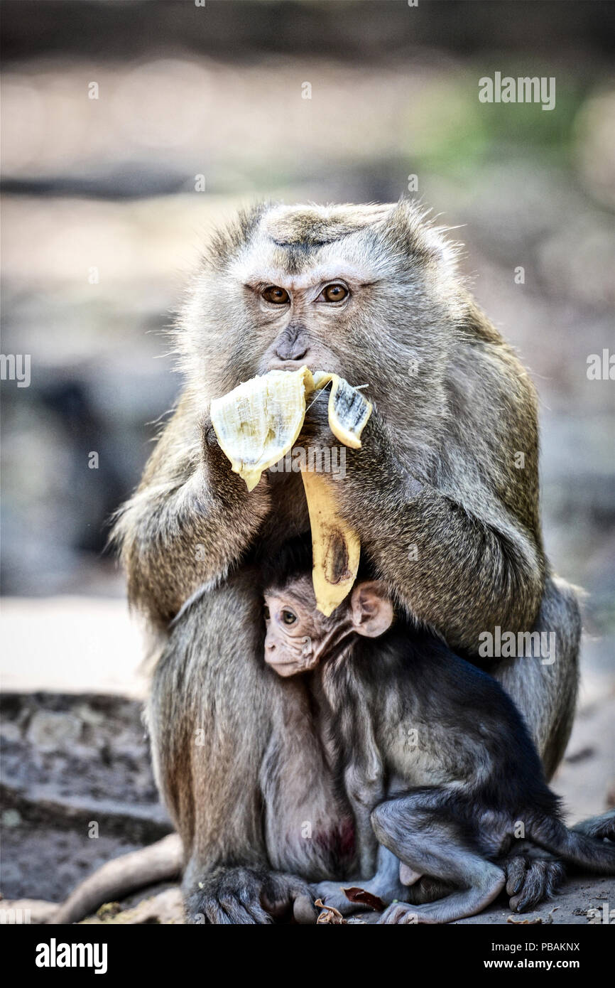 Cambodia monkeys hi-res stock photography and images - Alamy