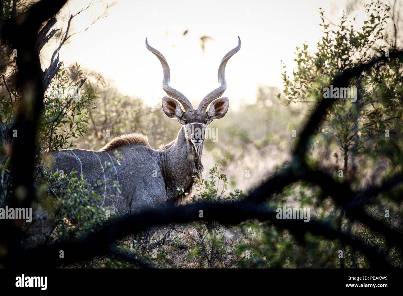 Wildlife of cambodia hi-res stock photography and images - Alamy