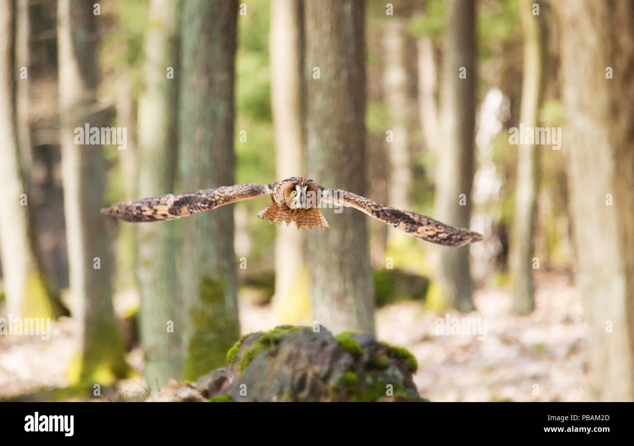 Forest ear owl hi-res stock photography and images - Alamy