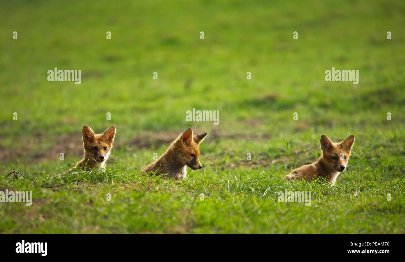 Three fox cubs emerging from the den.Devon,UK Stock Photo - Alamy