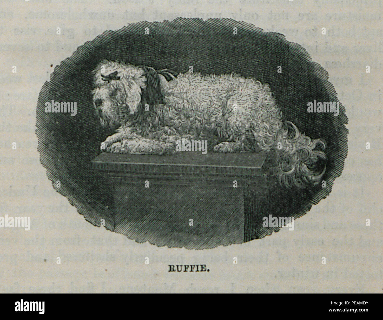 Ruffie hi-res stock photography and images - Alamy