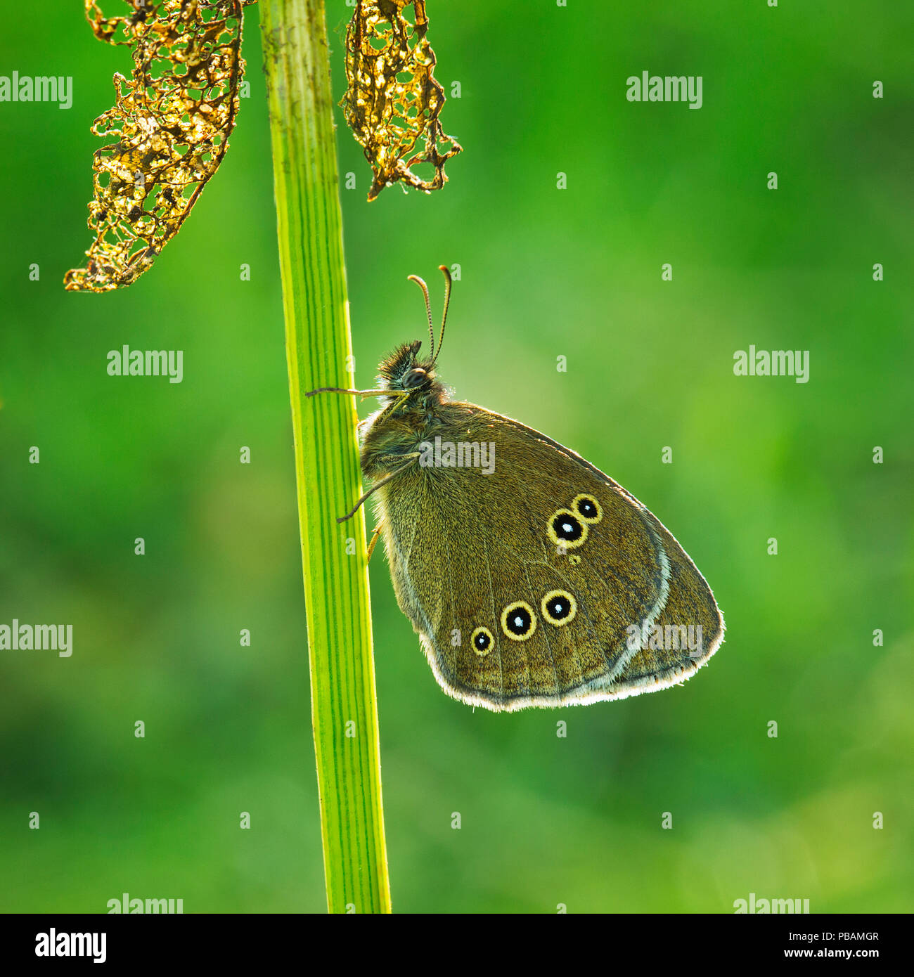 Ringlet butterfly(Ahantopus hyperantus Stock Photo - Alamy