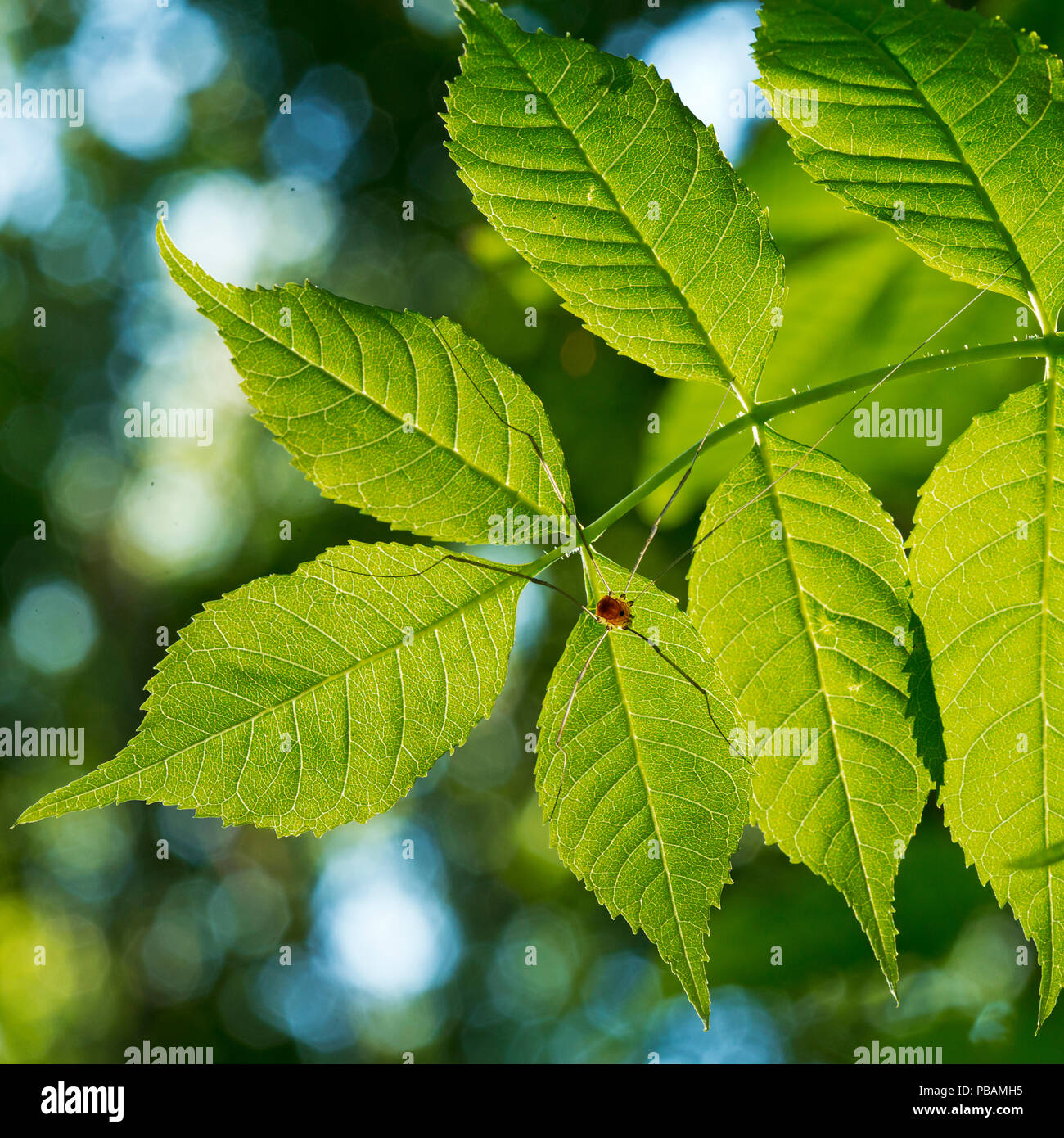 Ash leaf hi-res stock photography and images - Alamy