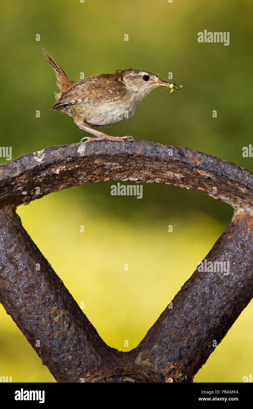 Wren flying hi-res stock photography and images - Alamy