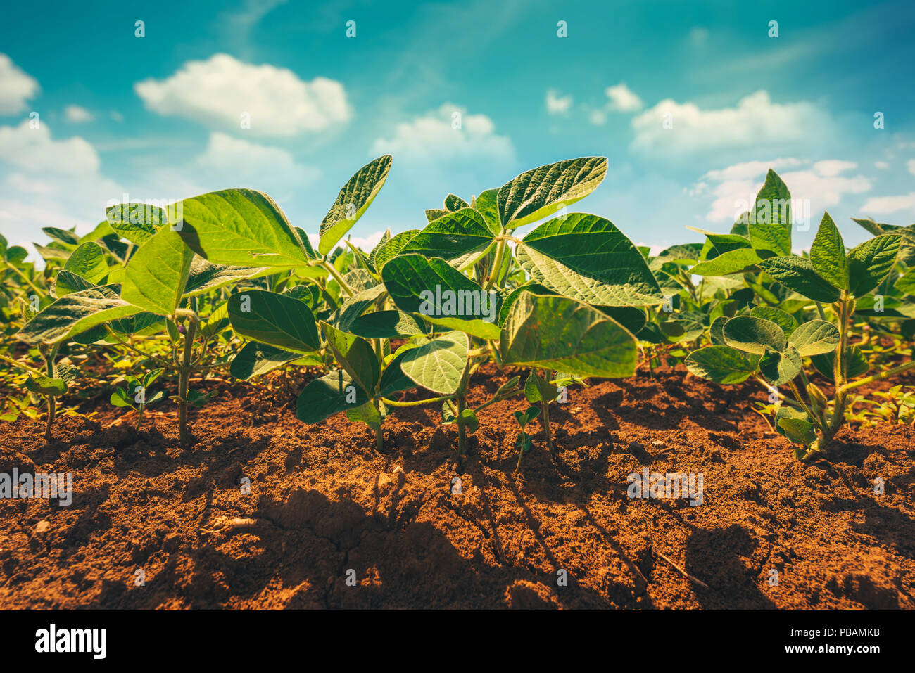 Small soybean plants growing in cultivated field with stunning summer ...