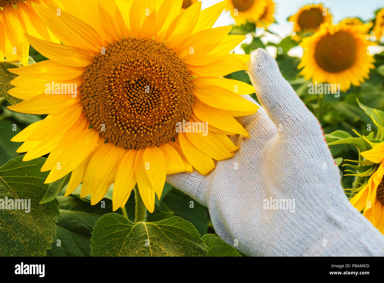 Flora protection hi-res stock photography and images - Alamy