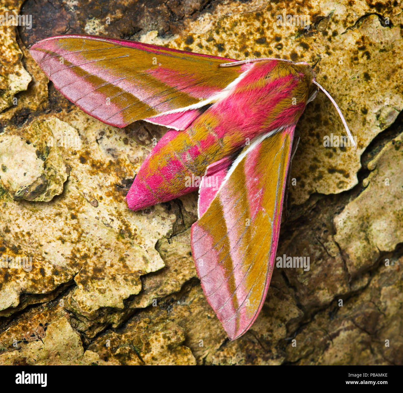 Elephant Hawk-moth Deilephila elpenor Stock Photo - Alamy