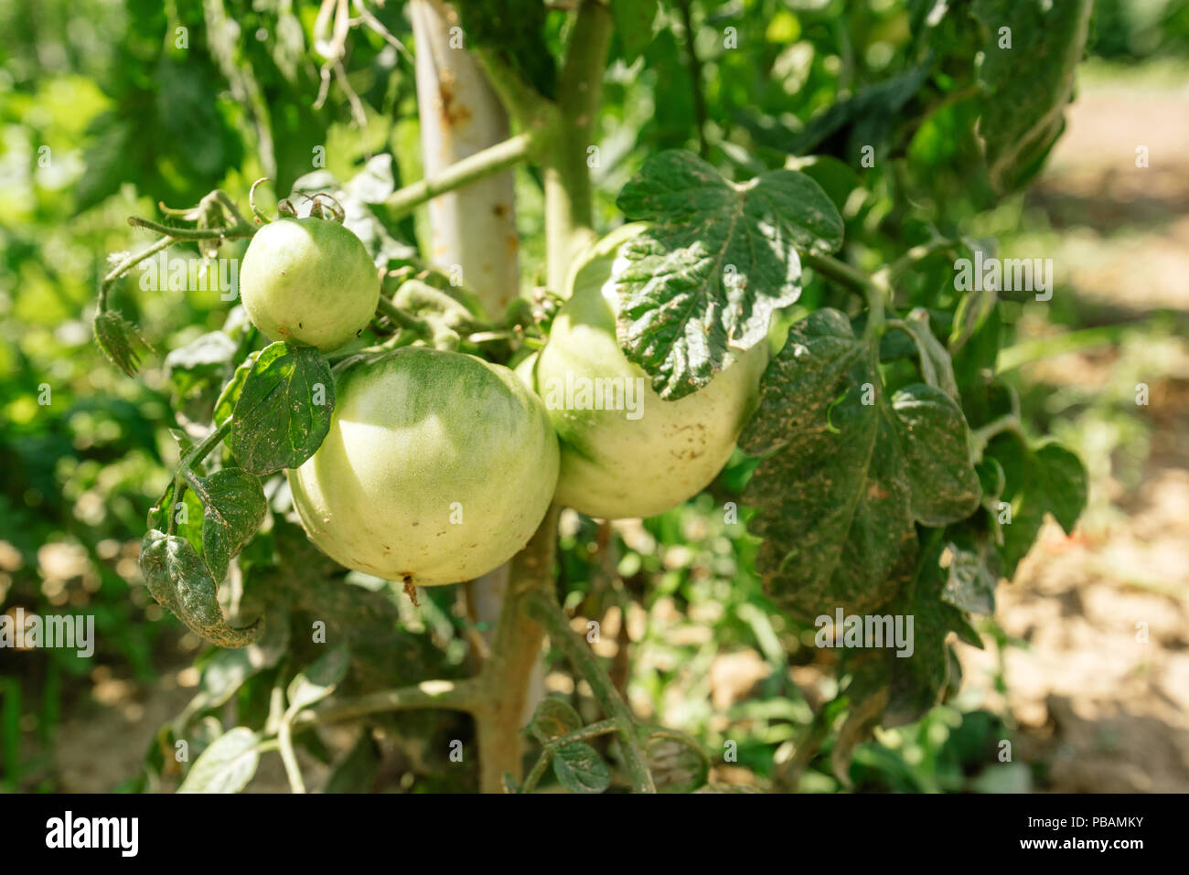 Organic tomato farming in vegetable garden Stock Photo - Alamy