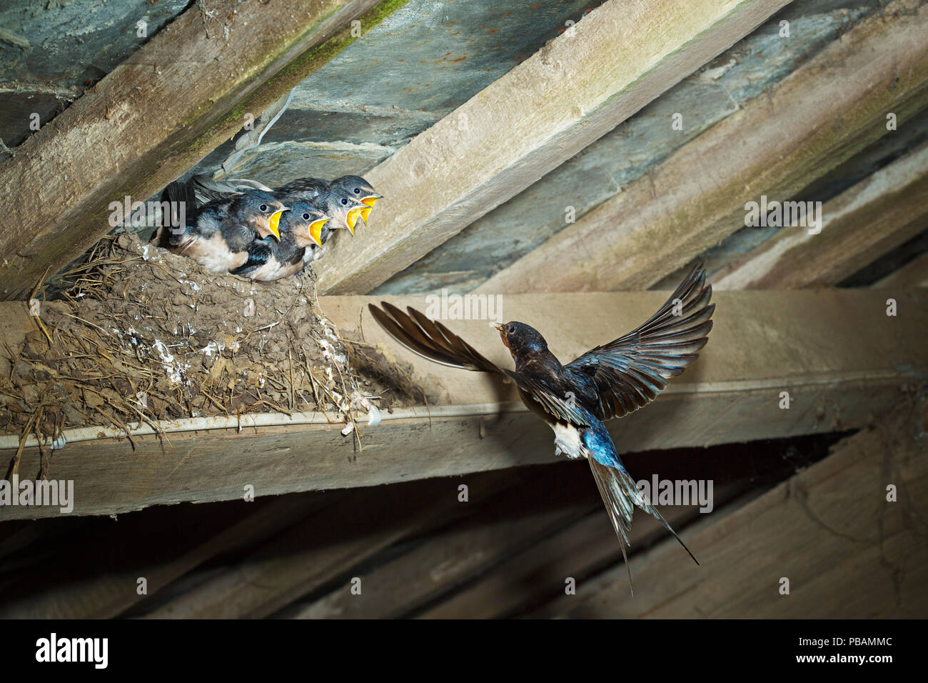 Hirundo rustica flying uk spring hi-res stock photography and images ...