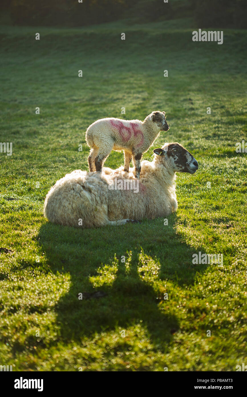 A spring lamb standing on it's mothers back Stock Photo - Alamy