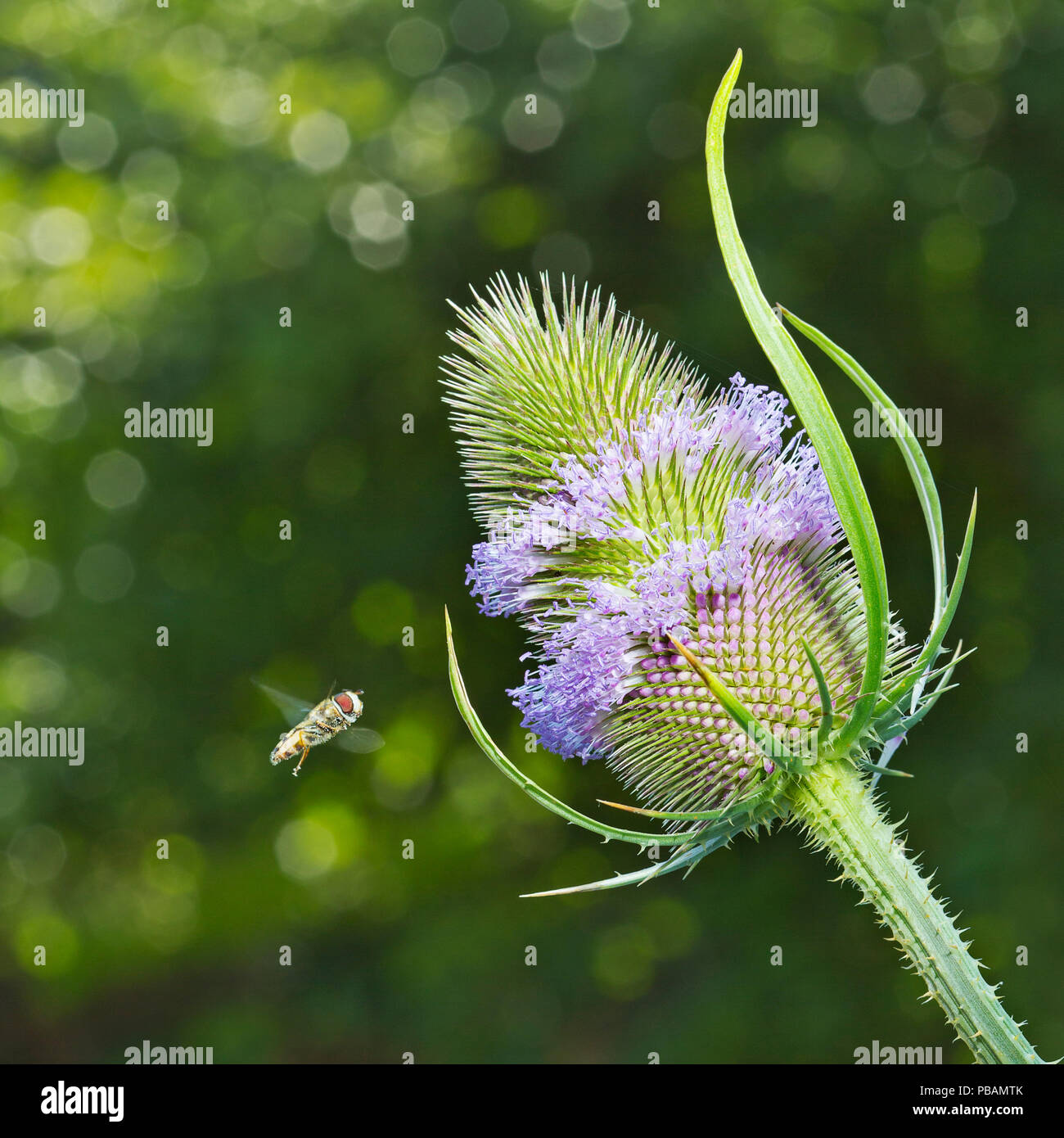 Hovering insects hi-res stock photography and images - Alamy
