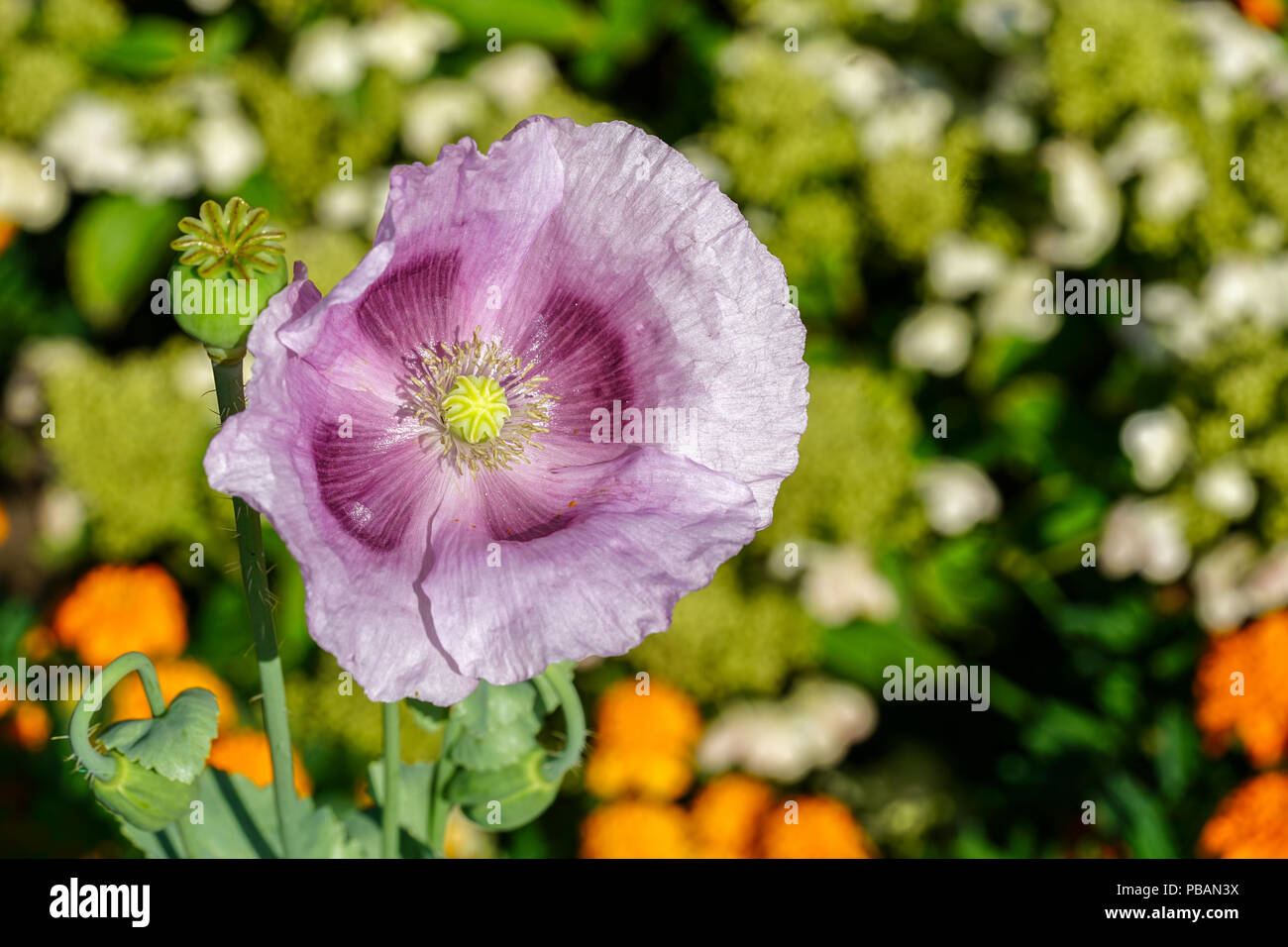 closeup of blossoming purple opium poppy flower (papaver somniferum ...