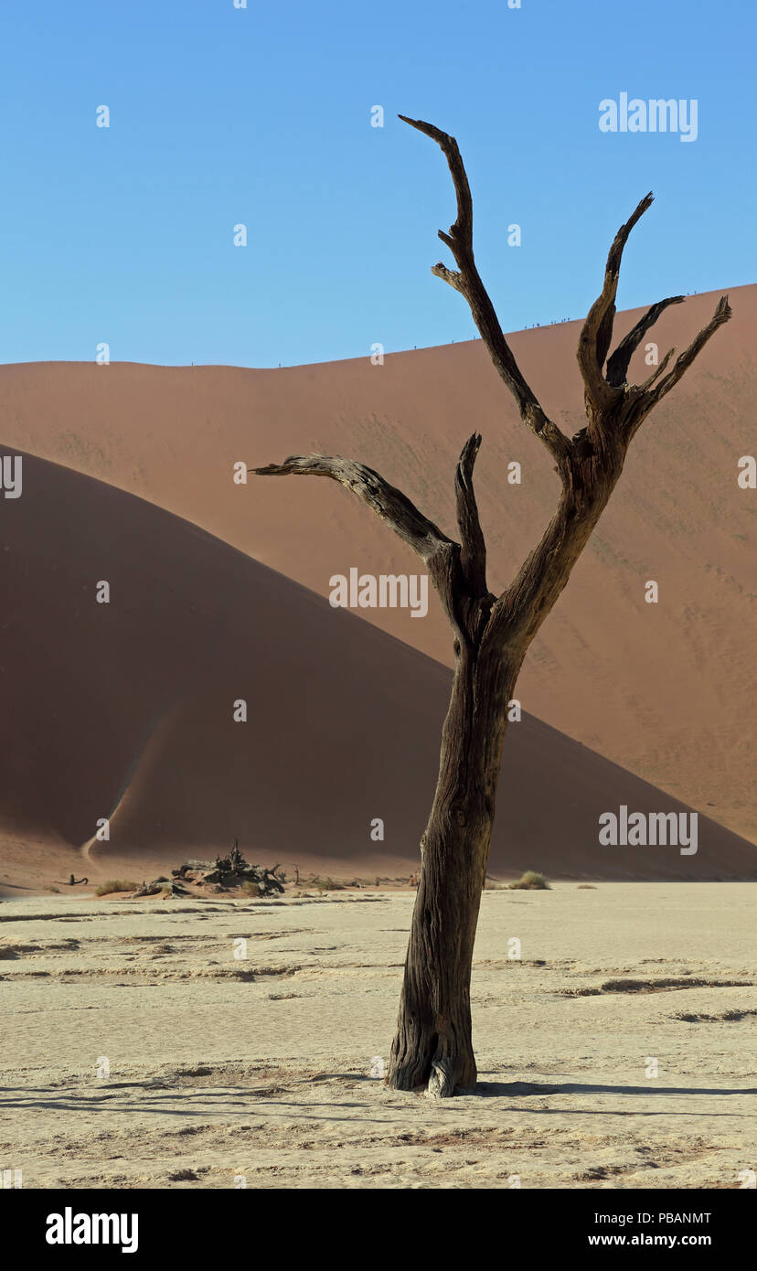 Ancient camel thorn tree (Acacia erioloba) at Deadvlei, Namibia, with ...