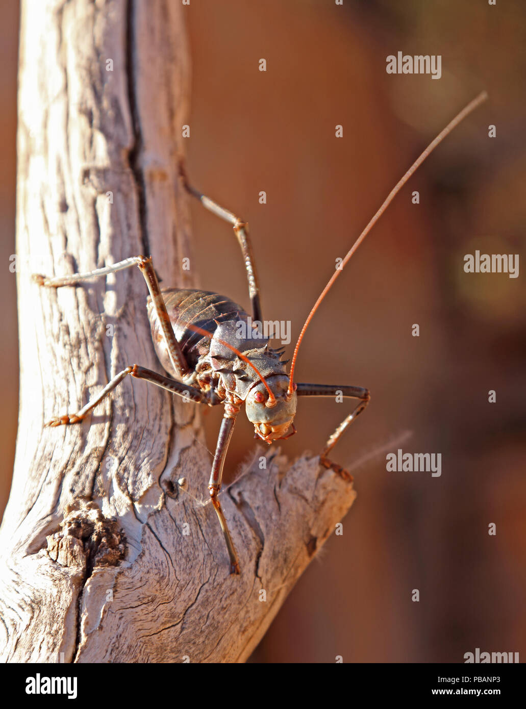 Acanthoplus discoidalis armoured ground cricket hi-res stock ...
