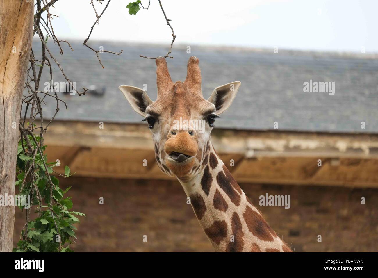 Giraffe , London Zoo Stock Photo - Alamy
