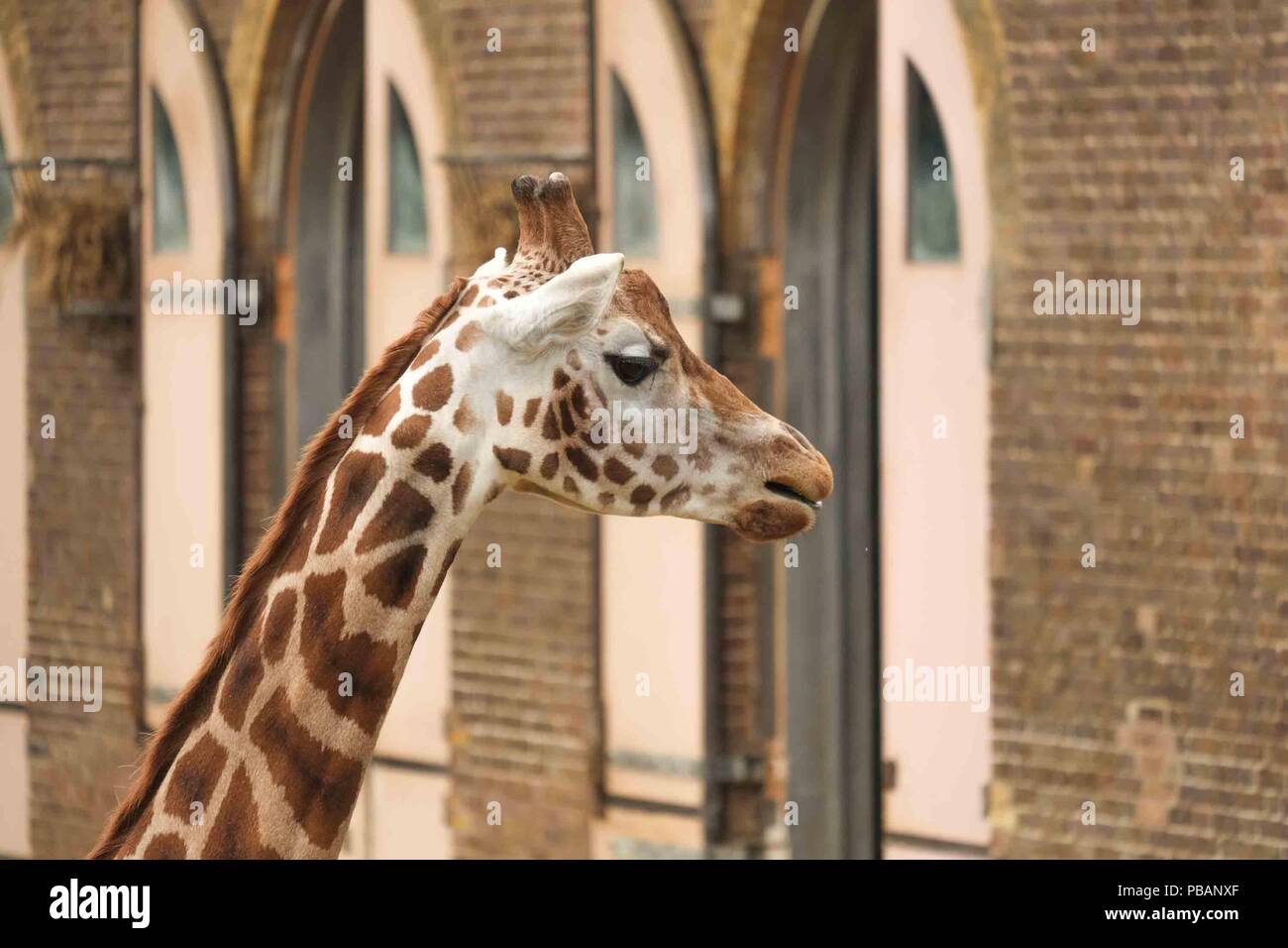 Giraffe , London Zoo Stock Photo - Alamy