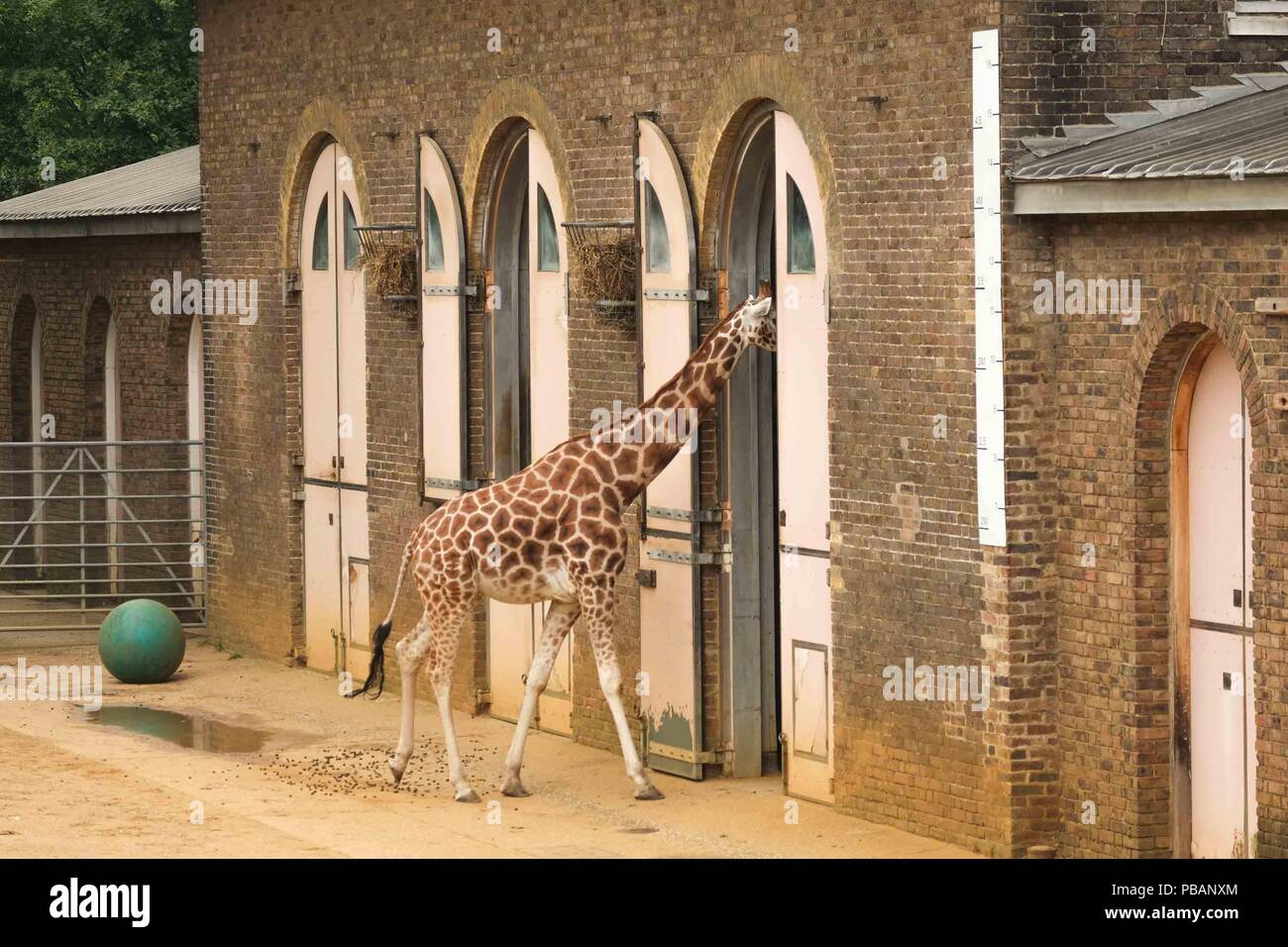 Giraffe , London Zoo Stock Photo - Alamy