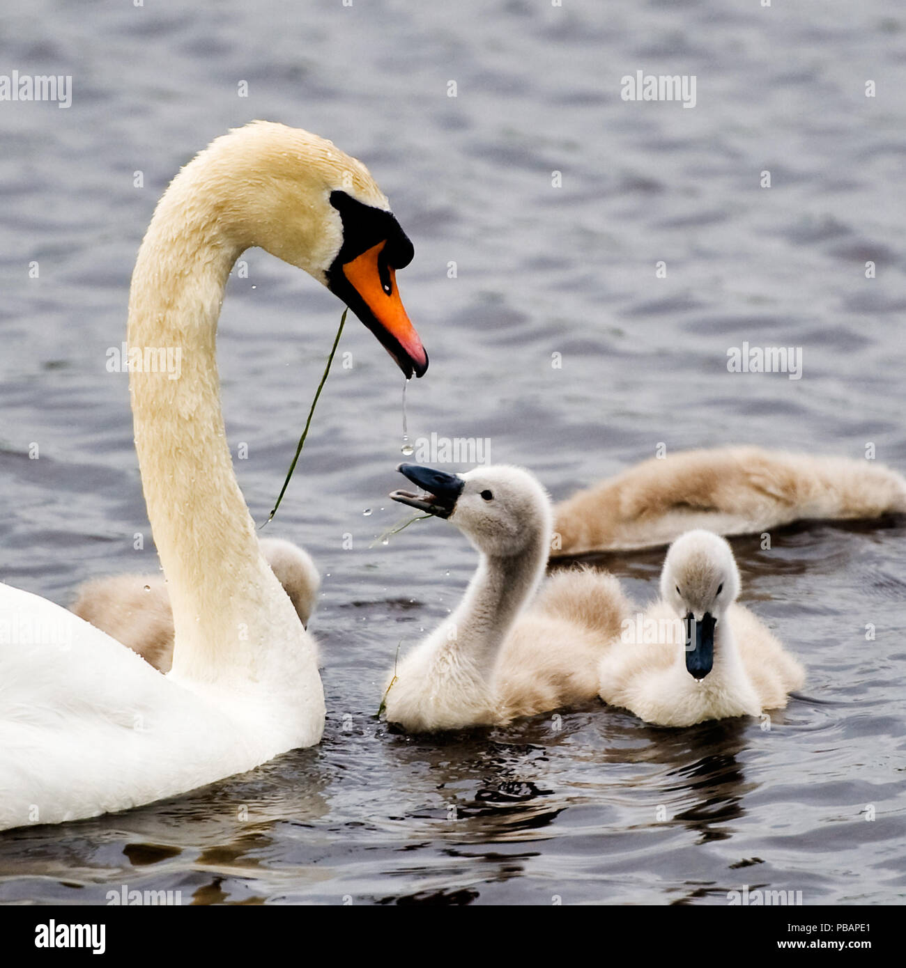 Mate for life hi-res stock photography and images - Alamy