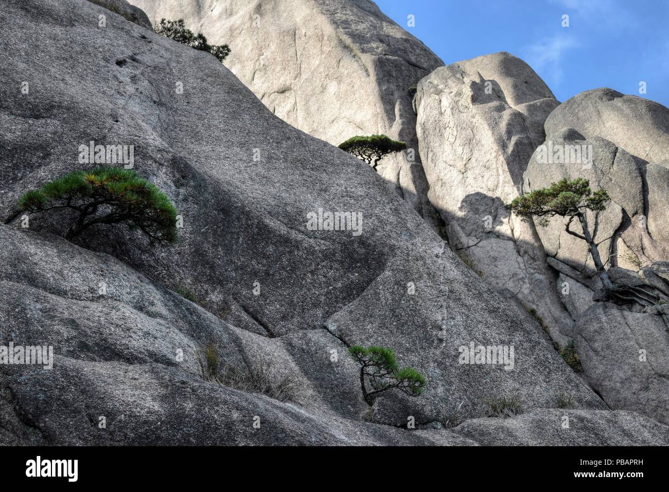 Detail of the small Huangshan pine trees growing from the rocks in ...