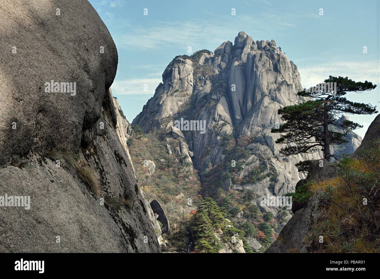 Detail of the small Huangshan pine trees growing from the rocks in ...