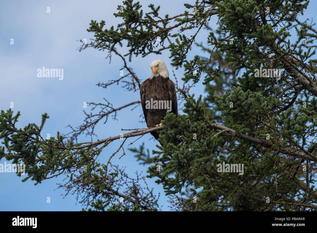 Bald Eagle, Alaska Stock Photo - Alamy