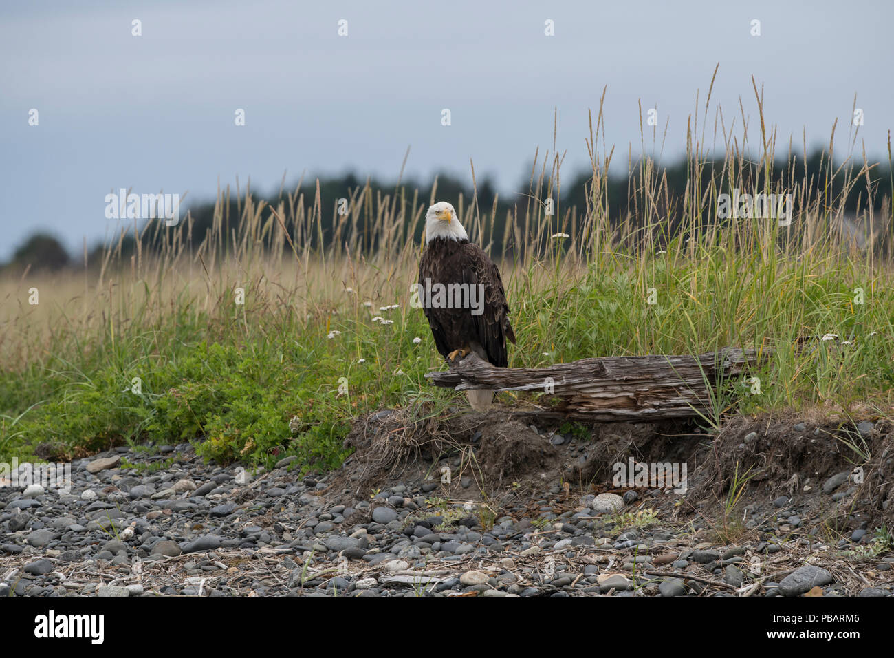 Bald Eagle, Alaska Stock Photo - Alamy