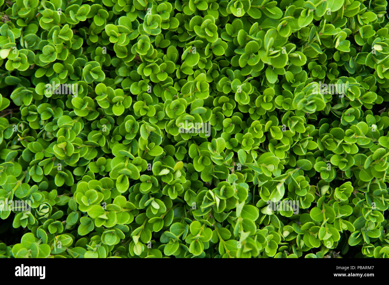 Greenery background hi-res stock photography and images - Alamy