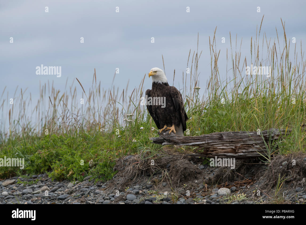 Bald Eagle, Alaska Stock Photo - Alamy