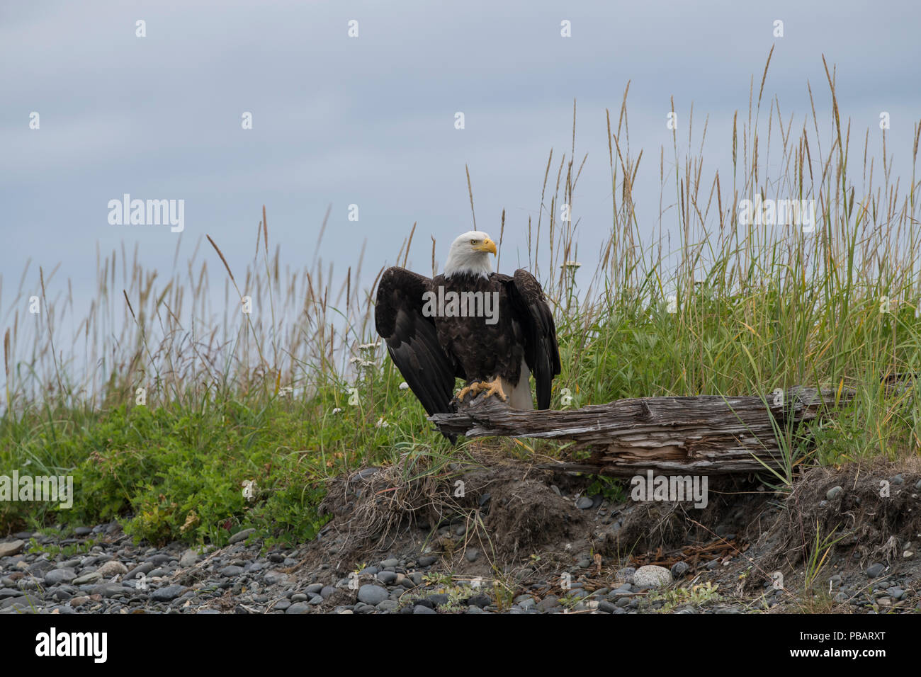 Bald Eagle, Alaska Stock Photo - Alamy