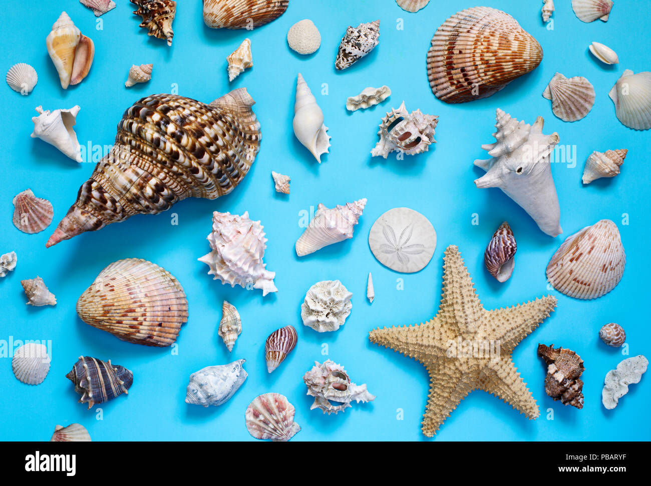 Exotic seashells and starfish collection flat lay on a blue background ...