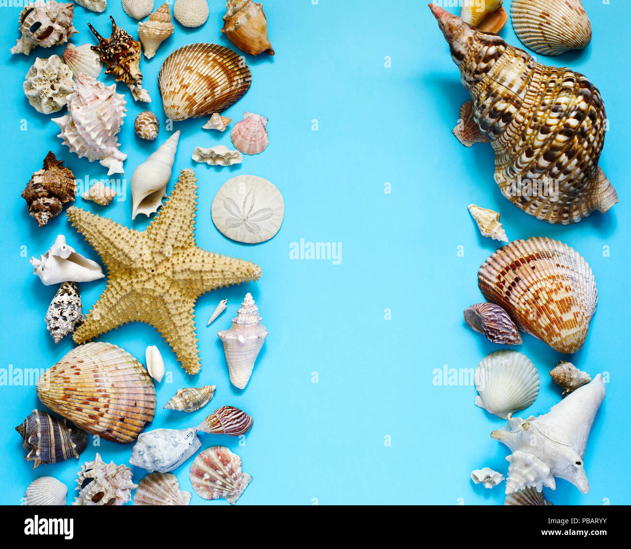 Exotic seashells and starfish collection flat lay on a blue background ...