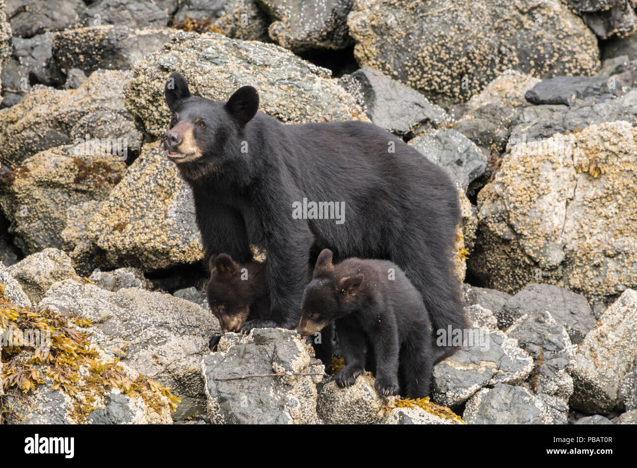 Black bears hi-res stock photography and images - Alamy