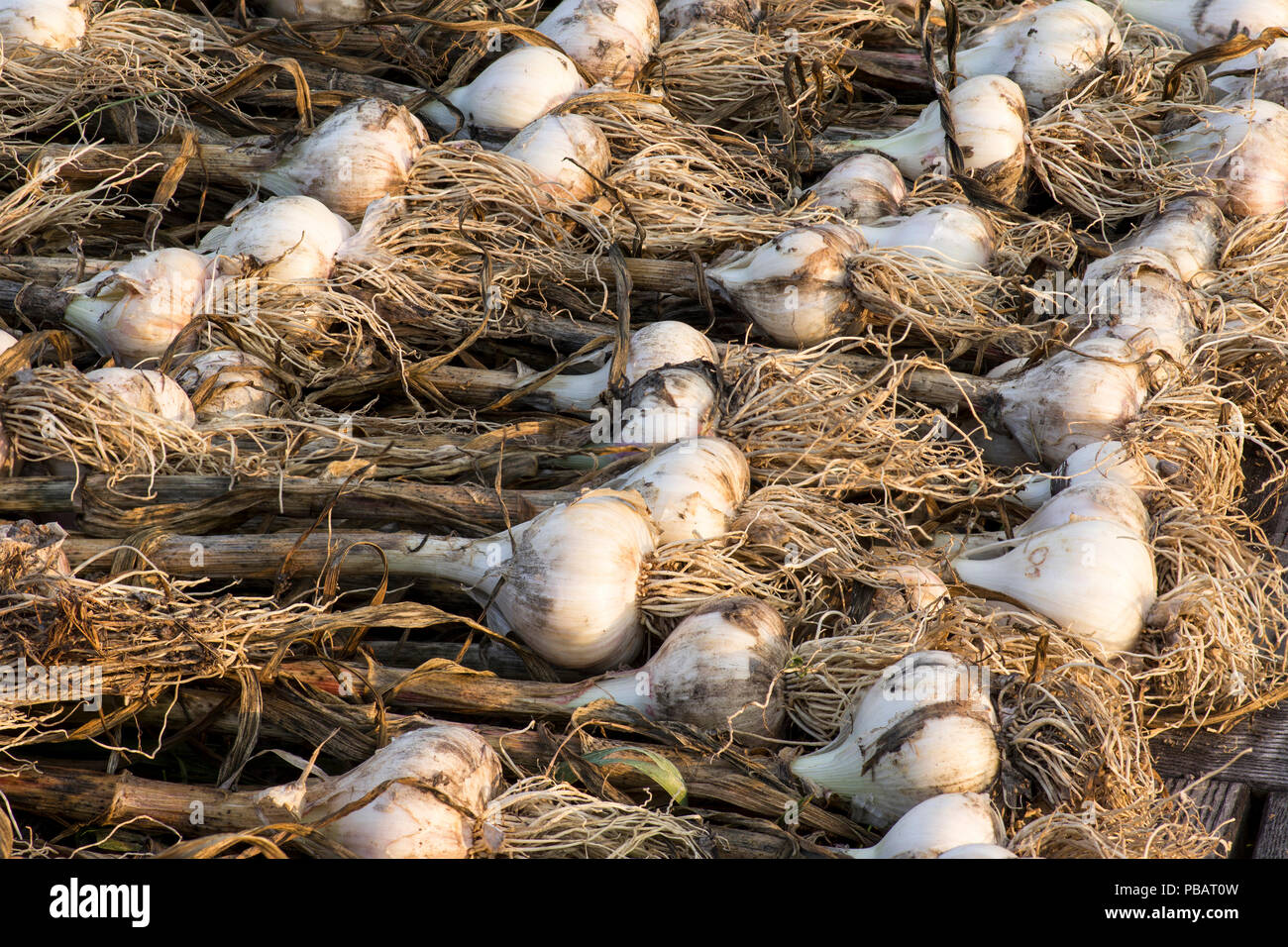 Garlic set hi-res stock photography and images - Alamy
