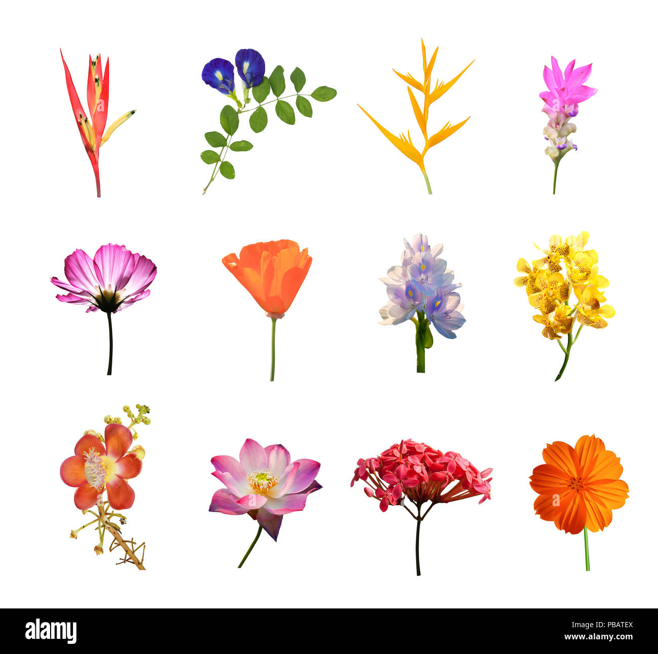 set of flowers isolated on white background Stock Photo - Alamy