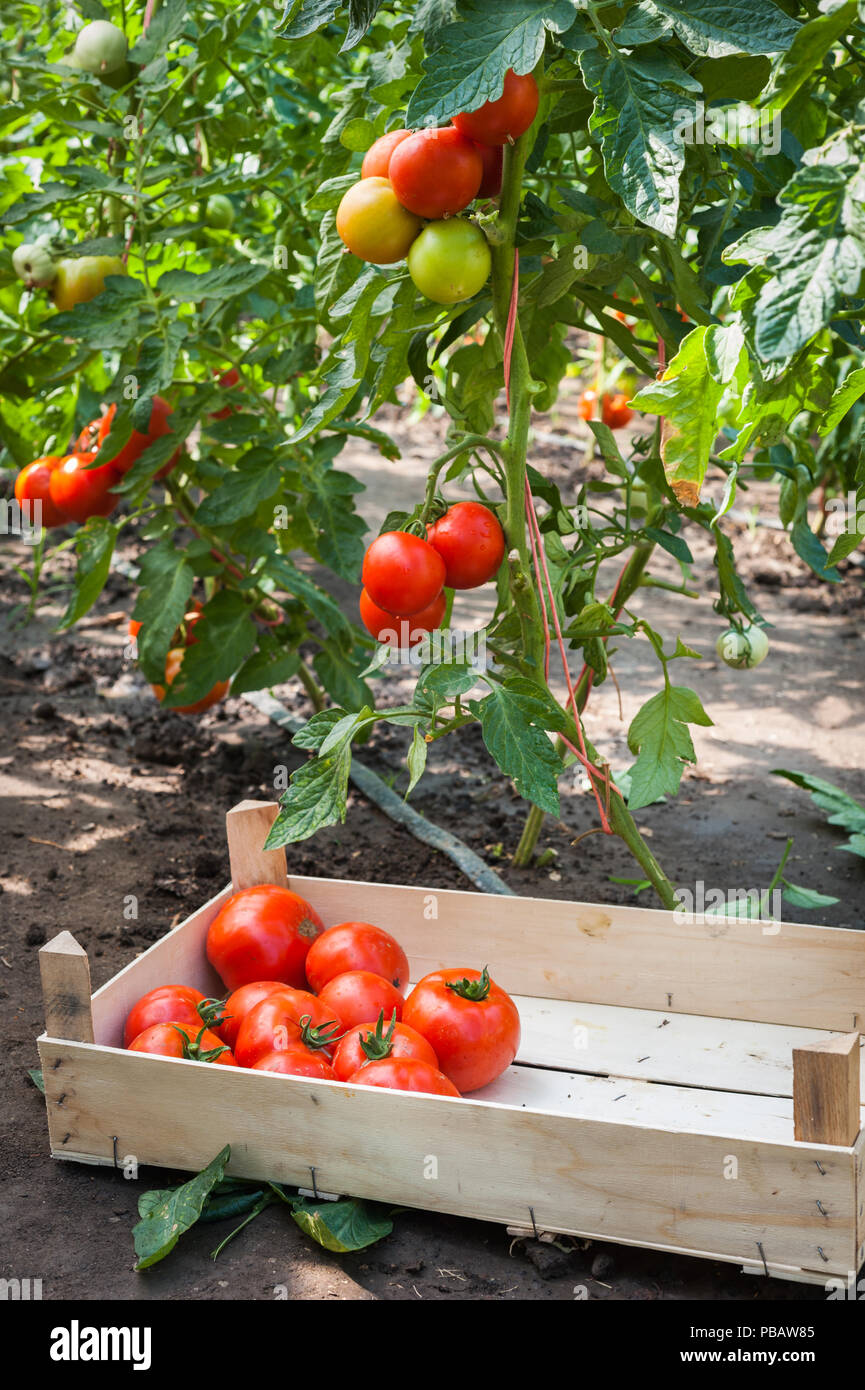 ripe tomatoes ready for picking Stock Photo - Alamy