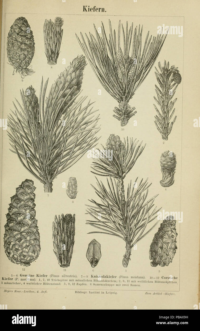 Pinus maritima hi-res stock photography and images - Alamy